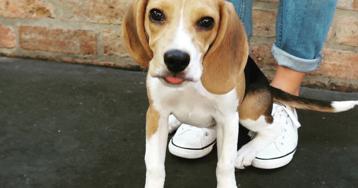 Dogshare
