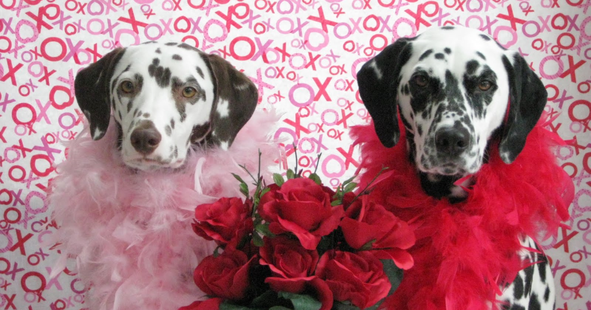 DOG DATES FOR YOUR DIARY ::: FEBRUARY - Dogshare