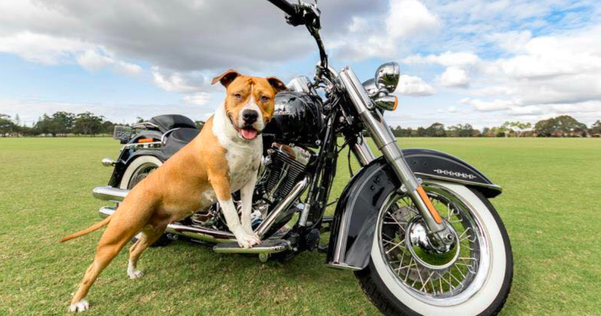 DOG DATES FOR YOUR DIARY ::: NOVEMBER - Dogshare